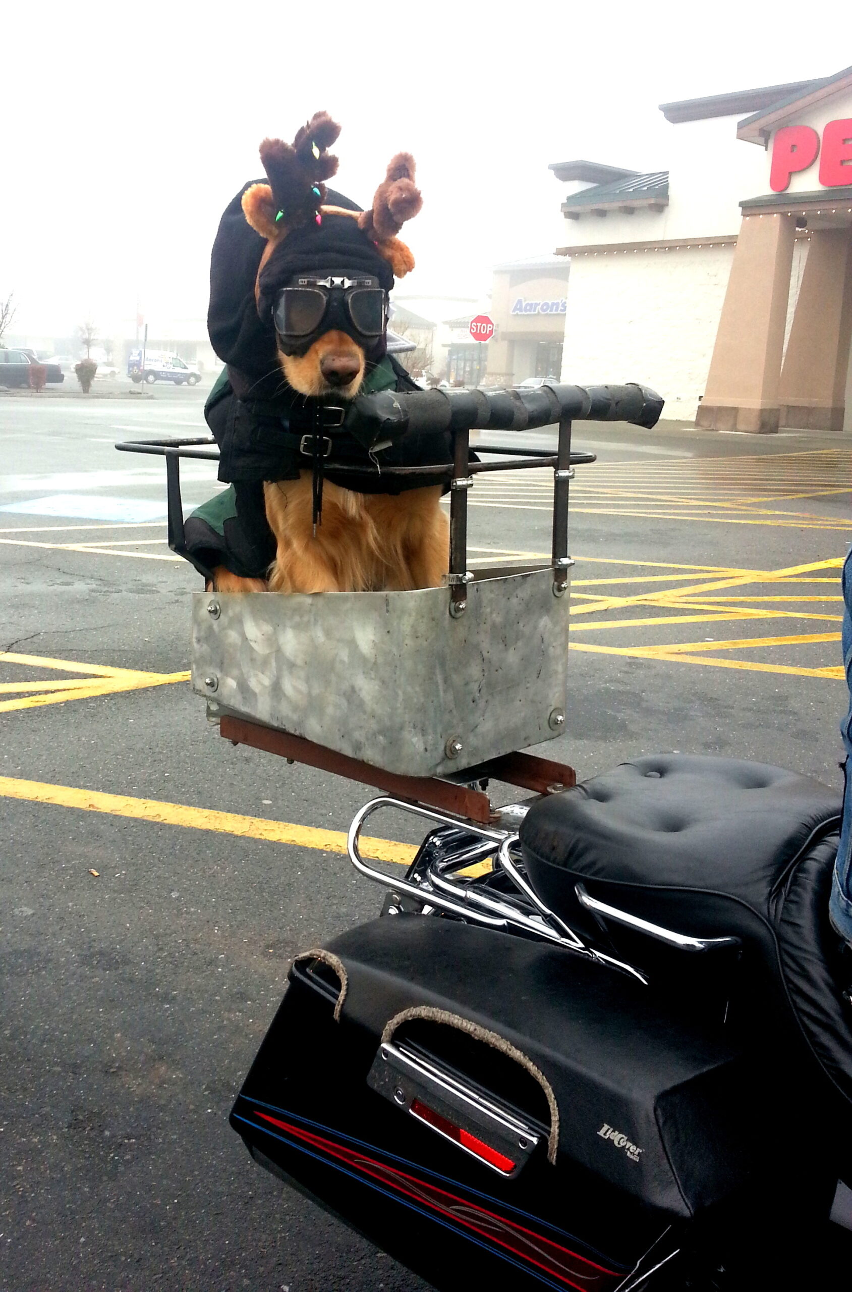 Motorcycle Dog Trailers or Packs – Throttle Rocker